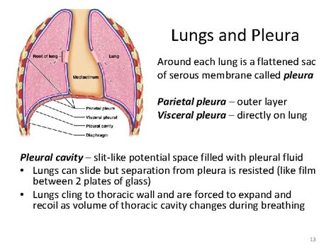Respiratory System Respiratory System Overview Figure 17 2