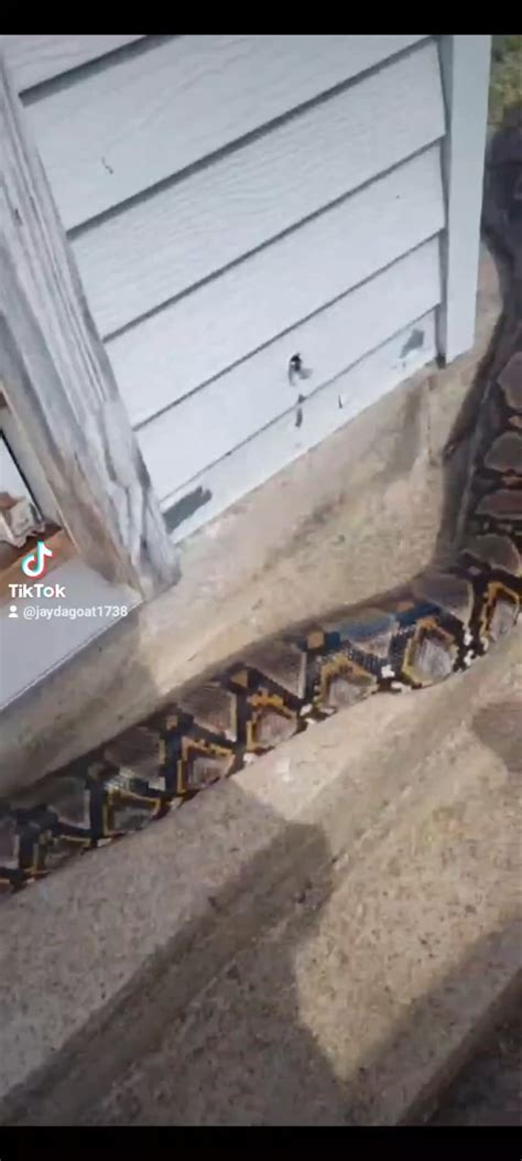 My 17ft Reticulated Python Rabsoluteunits