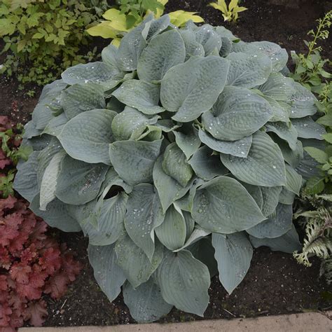 Blueberry Muffin Hosta Hybrid Proven Winners