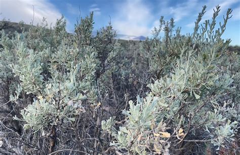 Sagebrush
