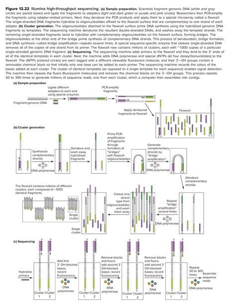 Solved In The Illumina High Throughput Dna Sequencing