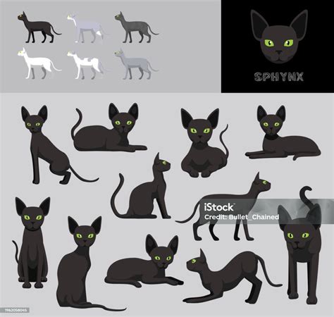 고양이 스핑크스 블랙 코트 만화 벡터 일러스트 컬러 변형 세트 가축에 대한 스톡 벡터 아트 및 기타 이미지 가축 걷기
