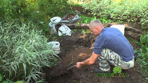 Посадка деревьев Youtube