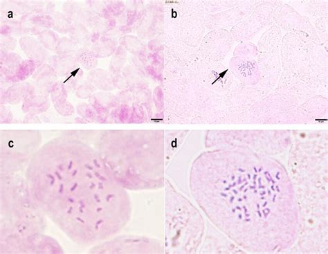 Photomicrographs Of Squash Preparations Of Root Tip Cells Obtained From Download Scientific