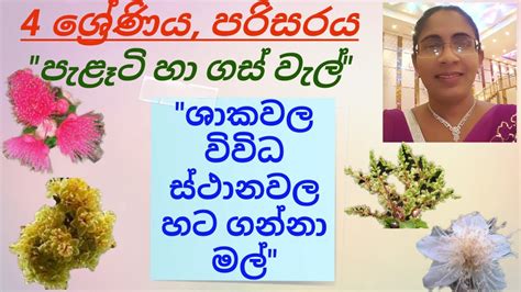Flowers Grade 4 Parisaraya 4 ශ්‍රේණිය පරිසරය ශාකවල විවිධ ස්ථානවල හට ගන්නා මල් Youtube