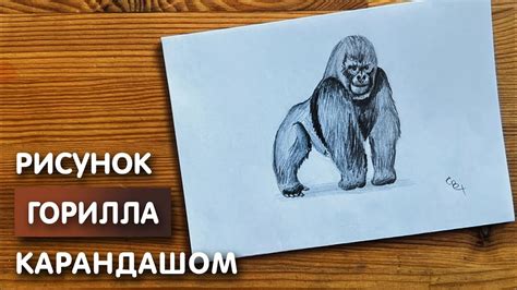 Как нарисовать гориллу карандашом Рисунок для начинающих поэтапно Youtube