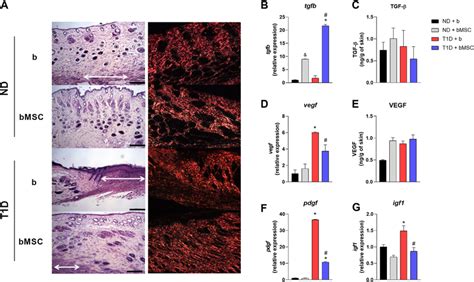 Mscs Increase Collagen Fibers And Modulate Growth Factors Gene Download Scientific Diagram
