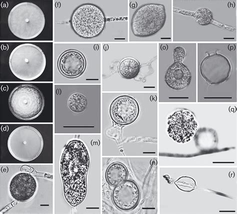 Fig 1 Microbiology Society