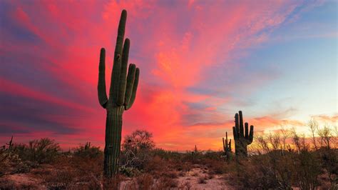 15 Fun And Unique Things You Can Only Do In Phoenix Tripadvisor