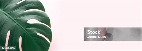 몬스타 잎 배경 파노라마입니다 파스텔 배경에 열대 정글 야자수 잎 공간을 복사합니다 여름 최소한의 배경 평면 평신도 위에서보기 0명에 대한 스톡 사진 및 기타 이미지