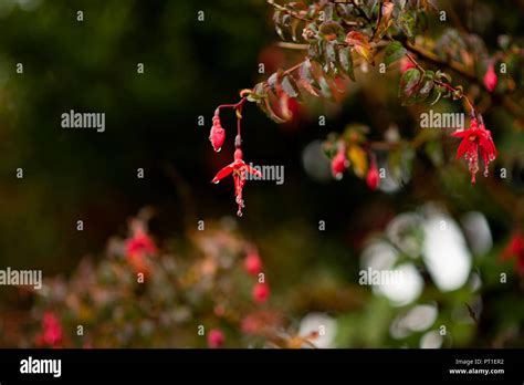 Tiny Bright Red Suspended Fuchsia Flowers Wet From Recent Autumn Rain