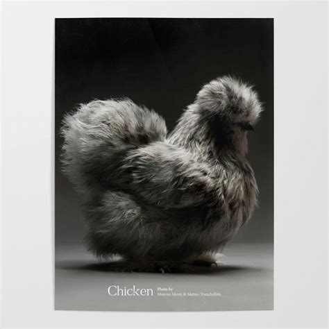Chicken Silkie Bantam Posterchicken Silkie Bantam Poster Banish