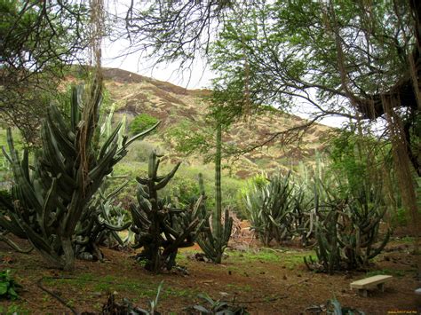 Обои Botanical Gardens Hawaii Природа Тропики обои для рабочего стола фотографии Botanical