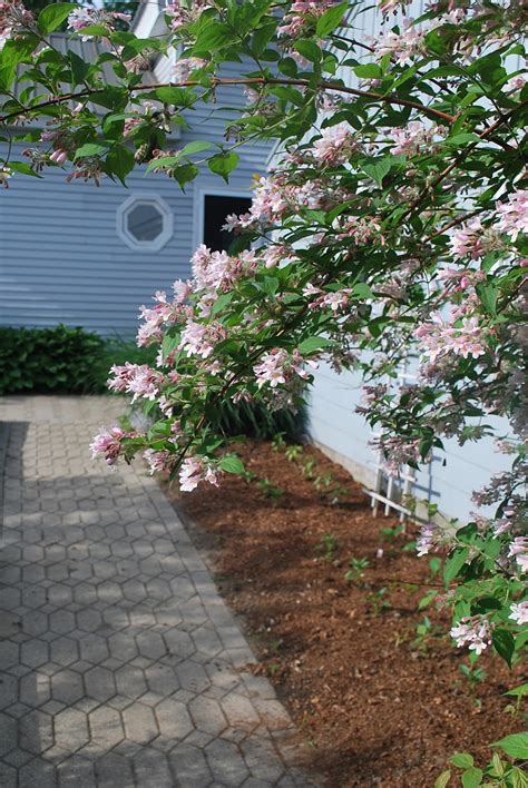 The Traveling Indian Lily March 2013