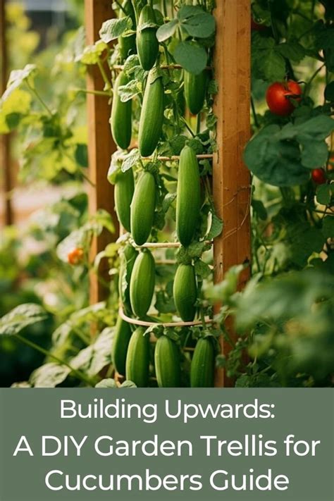 Building Upwards A Diy Garden Trellis For Cucumbers Guide
