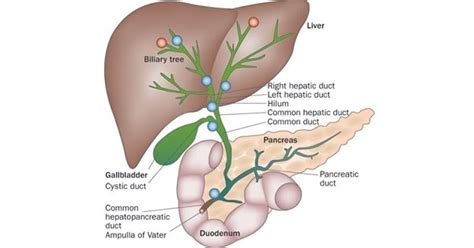 Extrahepatic Biliary System