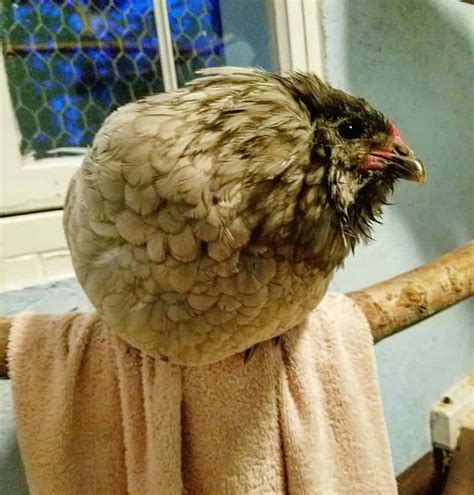 Wry Neck In Chickens Causes And Treatment