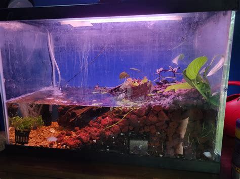 100 Best R Vampirecrabs Images On Pholder One Of My Crabs Kicking A