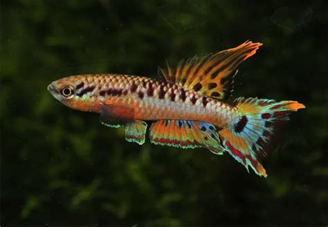 Abivittatum