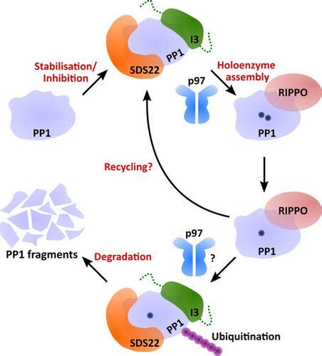 蛋白磷酸酶 1：sds22 和 Inhibitor 3 对生命过程的调控 The Febs Journal X Mol