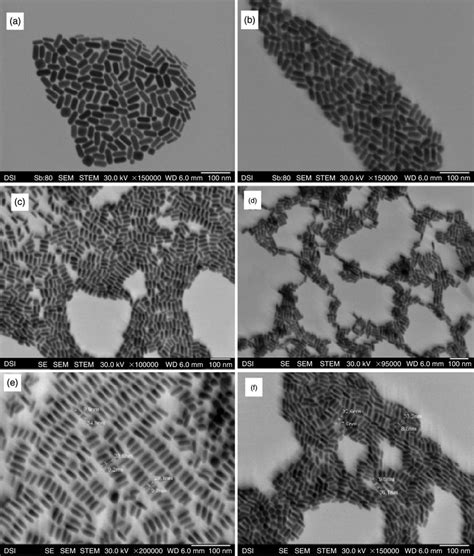 STEM images of AuNRs with various aspect ratios (AR) corresponding to... | Download Scientific ...