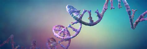 Nascent Transcriptome Analysis Methods And Applications Revvity