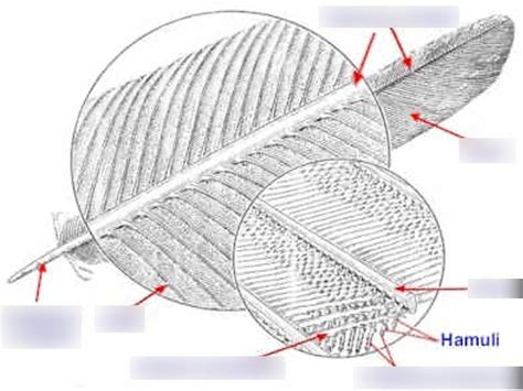 Vt 152 Feather Anatomy Diagram Quizlet