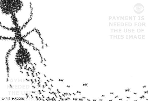 Dolichoderus Pustulatus Insect Orders Insects Ants