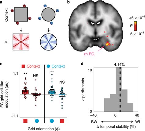 Entorhinal Grid Like Realignment Distinguishes Between Contexts A Grid Download Scientific