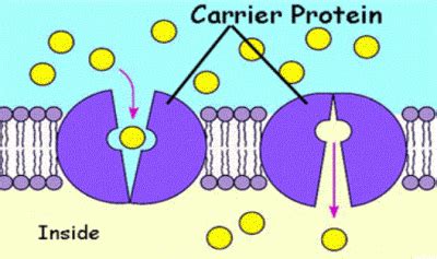 Carrier Proteins