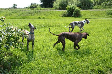 Home Great Dane Rescue Midwest