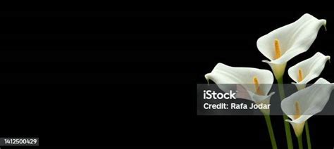 검은 배경에 고립 된 칼라 릴리 꽃이있는 가장 깊은 동정 카드 조문 개념 복사 공간 백합에 대한 스톡 사진 및 기타 이미지 백합 꽃 식물 장례식 Istock