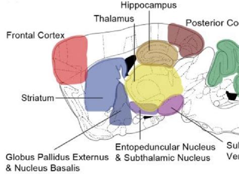 Molecular Diversity And Specializations Among The Cells Of The Adult
