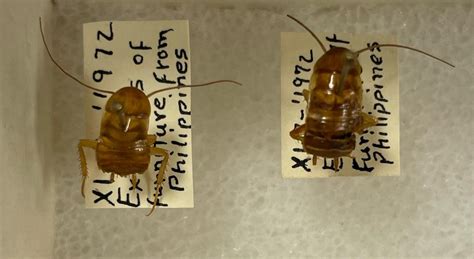 Another Unlabeled Specimen From Unh I Believe This Is Periplaneta