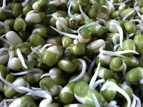 how to sprout a guide to sprouting berry abundant life