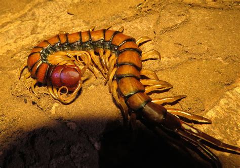 Pacific Giant Centipede Scolopendra Subspinipes Bali Wildlife