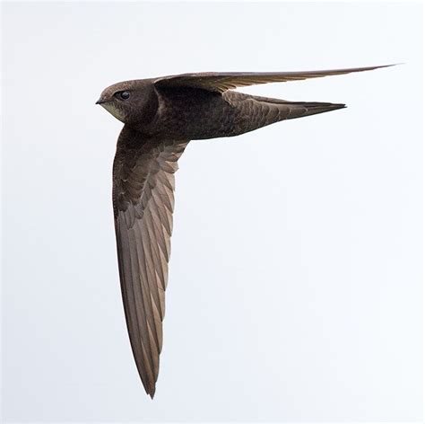 Common Swift By Andrew Moon BirdGuides Pet Birds Beautiful Birds