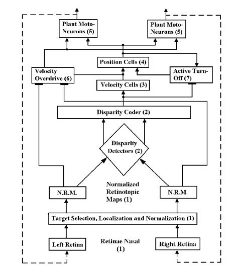 13 Patel Et Al Model 1997 Of The Vergence System The Solid Lines Download Scientific