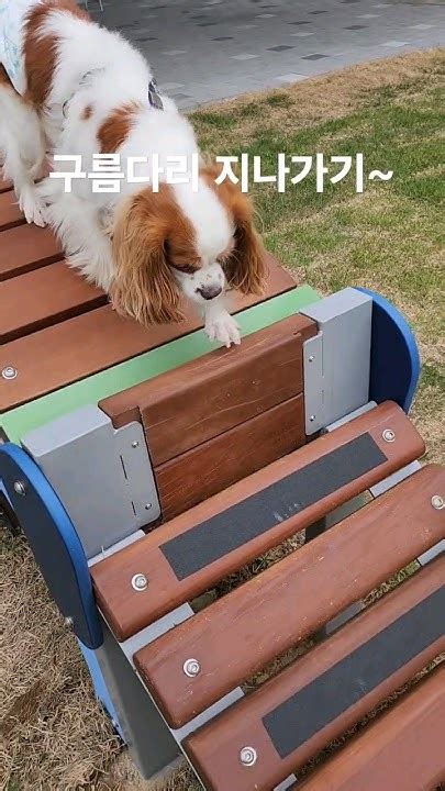 구름다리 건너가기 카발리에 킹찰스 스패니얼 망고 Youtube