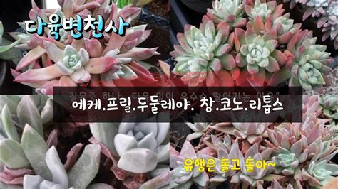 다육의 변천사유행할때 한걸음늦게다육식물손옹기 Youtube