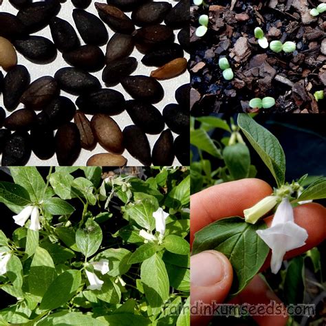 Black Sesame Seed Plant