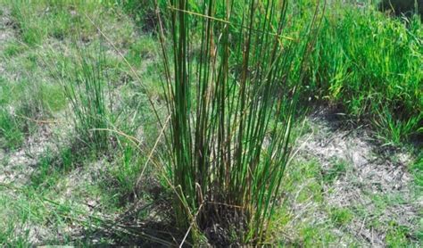 Rush Identification And Control Of Rush Weeds Kiwicare