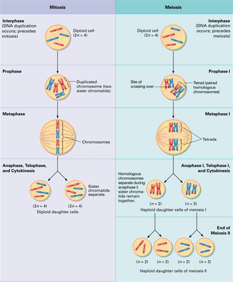 differentiate between cell division and cell maturation 9445937