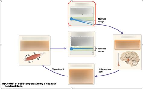 Feedback Loop Diagram Quizlet
