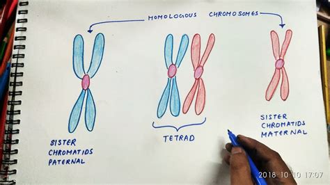 How To Draw Tetrad Chromosomes Youtube