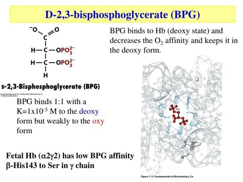 Ppt Globins Powerpoint Presentation Id1348492