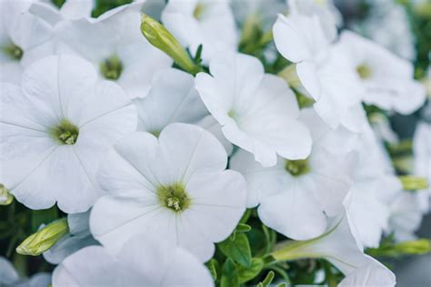 만개한 흰색 피튜니아 꽃의 클로즈업 부드러운 꽃잎 녹색 줄기 섬세한 꽃 질감 정원 가꾸기 꽃 디자인 자연 배경 및 식물을 주제로 한 프로젝트에 적합합니다 0명에 대한 스톡