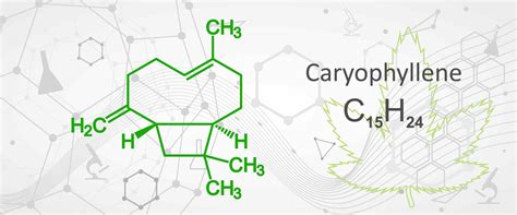 Le Caryophyllène Effets Structure Et Propriétés Greenkarma Cbd