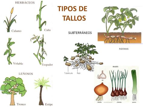 Puzzle De Tipos De Tallos Rompecabezas De