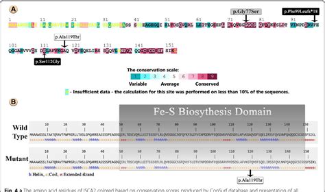 Multiple Mitochondrial Dysfunctions Syndrome 4 Semantic Scholar